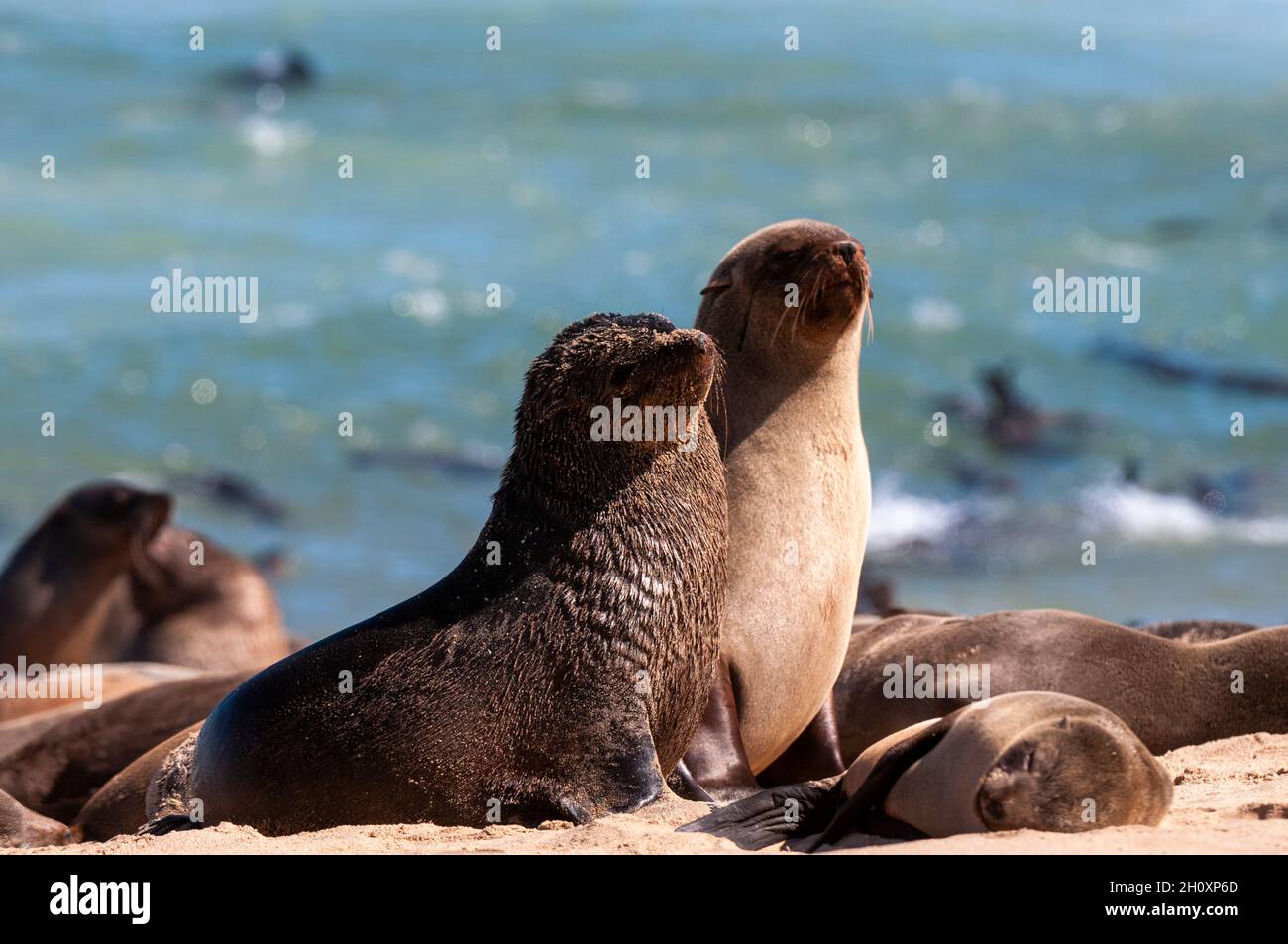 A colony of cape fur seals bask on the beach at Cape Fria. Cape Fria ...