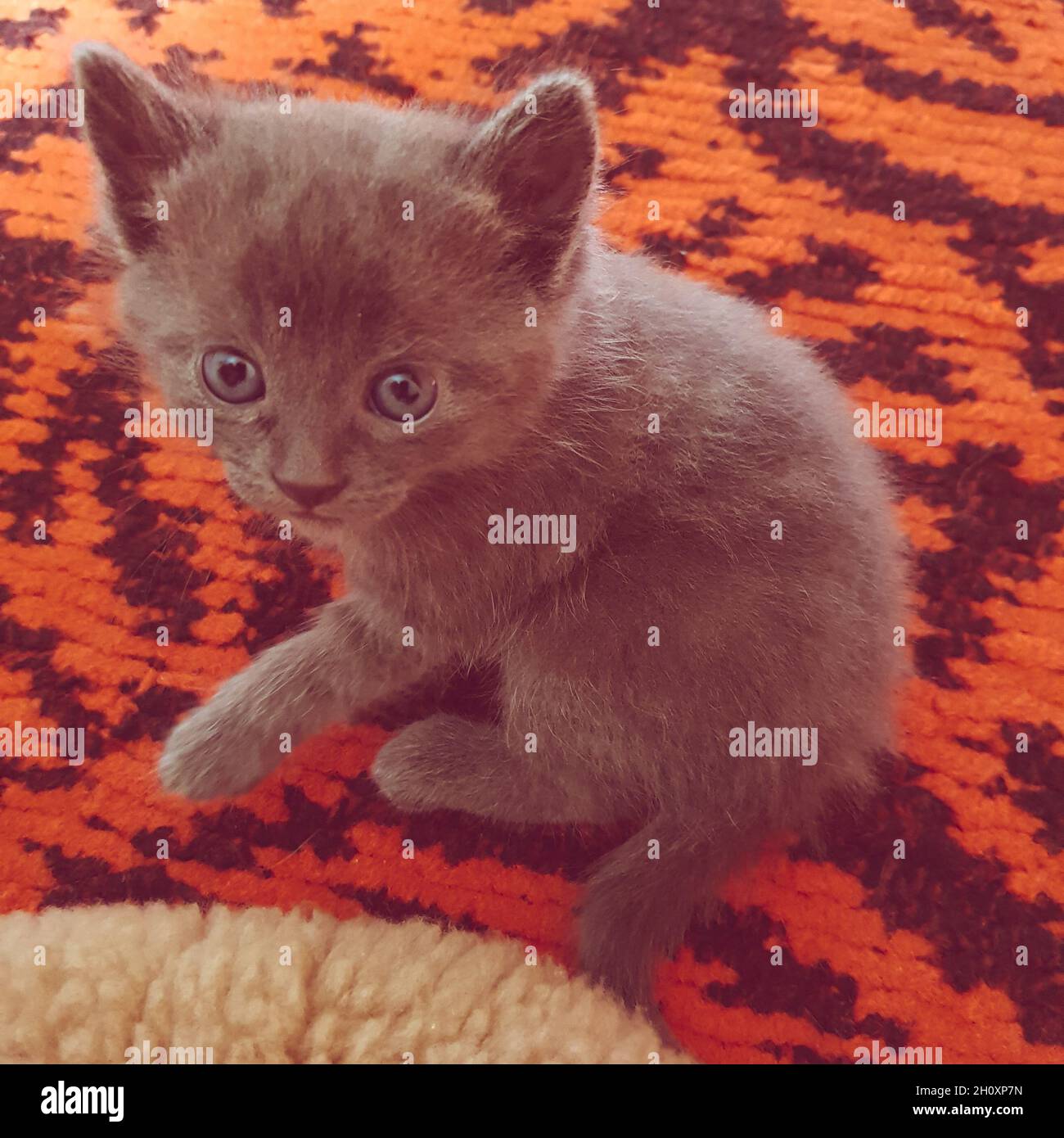 Cute grey kitten sitting on the red carpet Stock Photo - Alamy