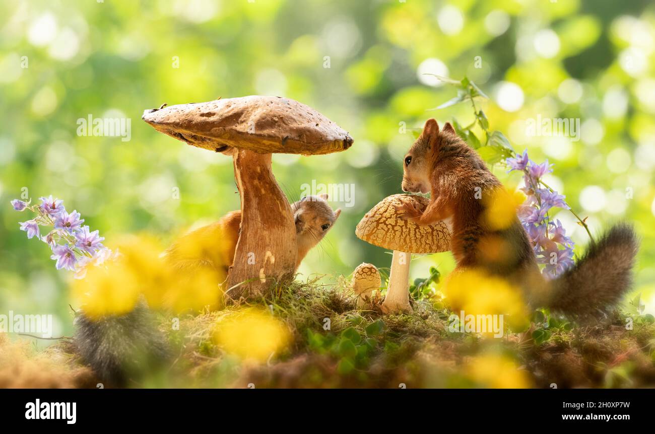red squirrels are standing on and behind mushrooms Stock Photo - Alamy