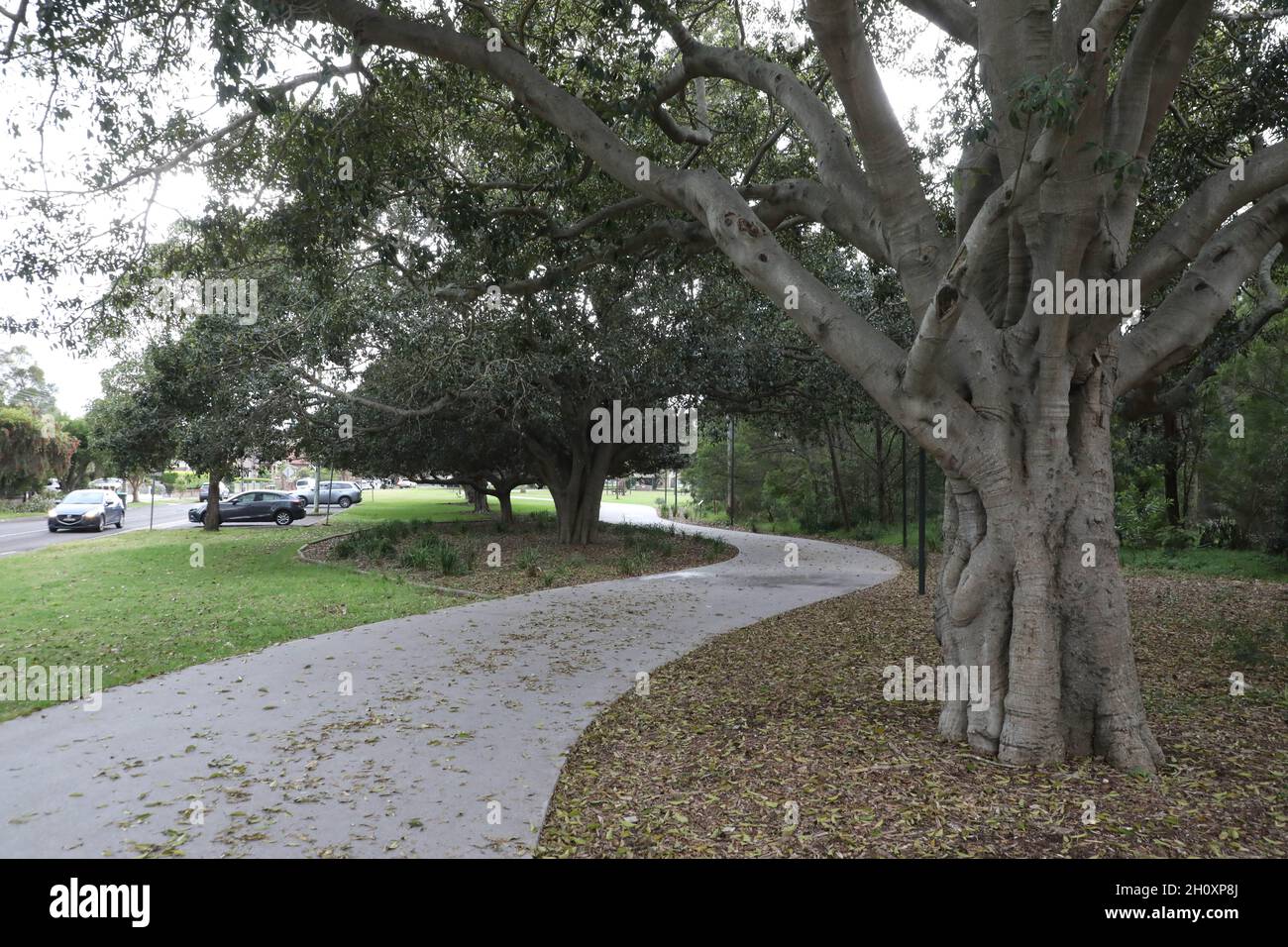 Hawthorne Canal shared path, Richard Murden Reserve, Haberfield, Sydney ...
