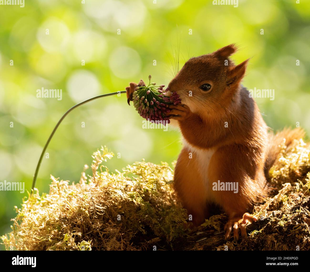 Red squirrel holding flower hi-res stock photography and images - Alamy