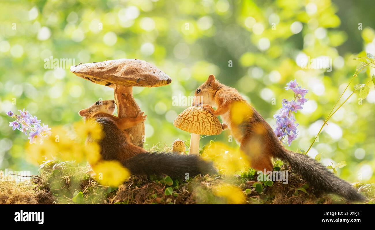red squirrels are standing with mushrooms Stock Photo - Alamy