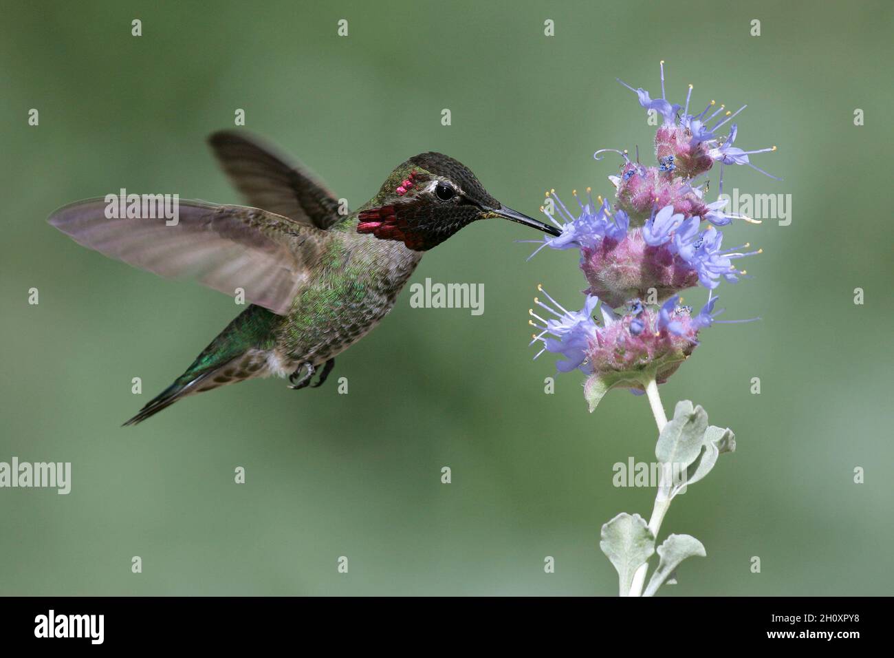Anna's Hummingbird - Calypte anna - Adult male Stock Photo - Alamy