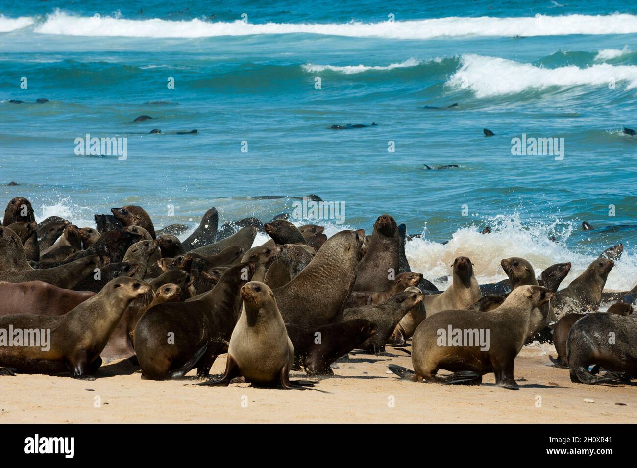 A colony of cape fur seals bask on the beach and swim in the ocean ...