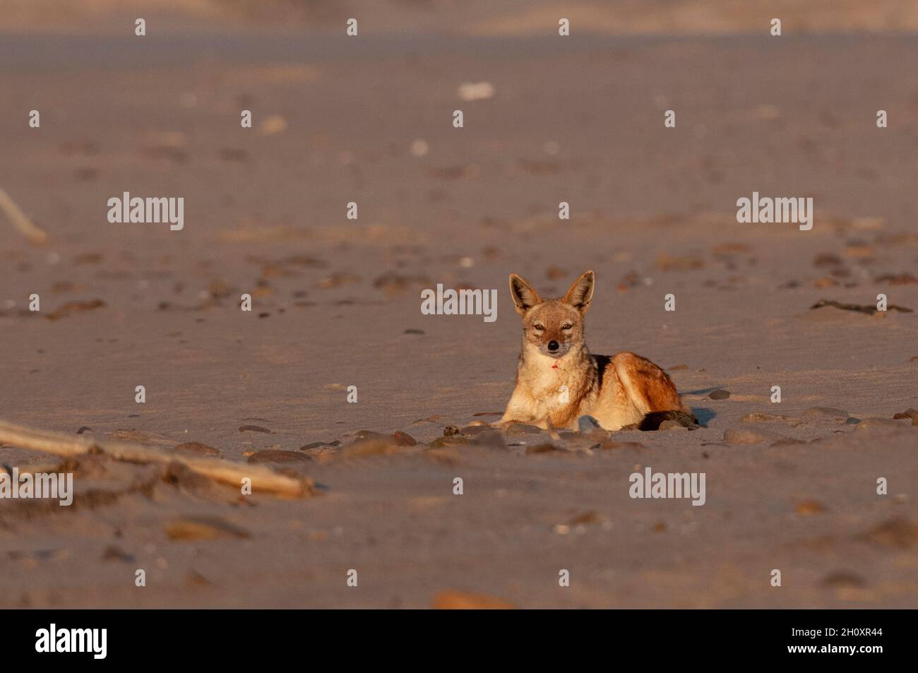 Black backed jackals canis mesomelas skeleton hi-res stock photography ...