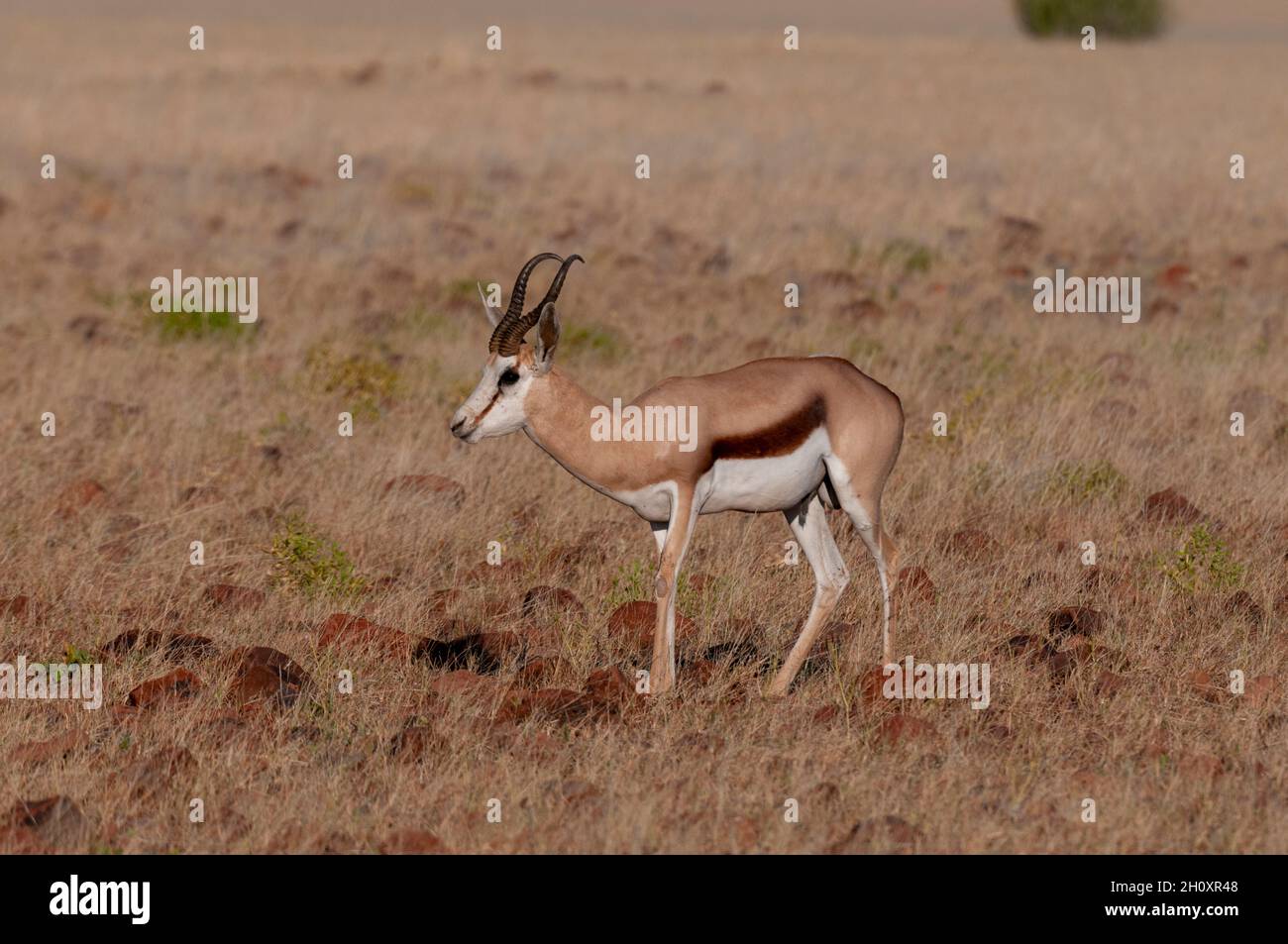 Skeleton coast national parks hi-res stock photography and images - Alamy