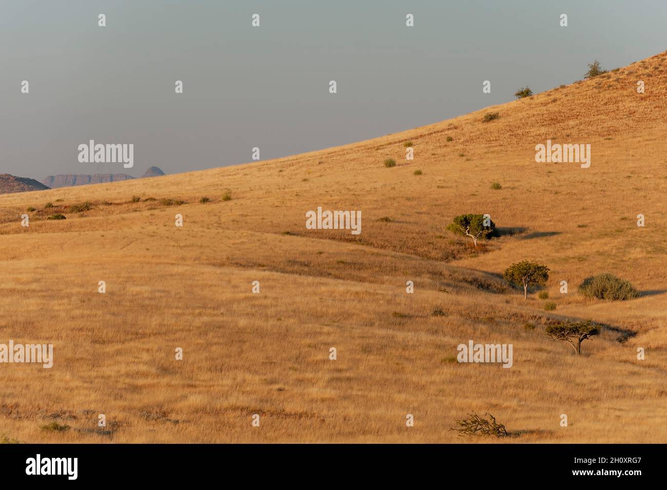 A vast expanse of grasslands in the Torra Conservancy. Damaraland ...