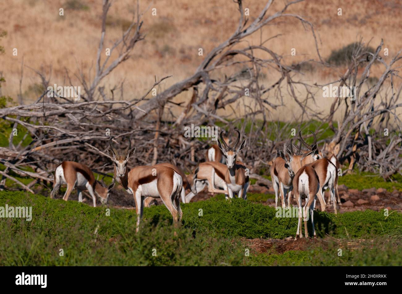 Springboks eating hi-res stock photography and images - Alamy