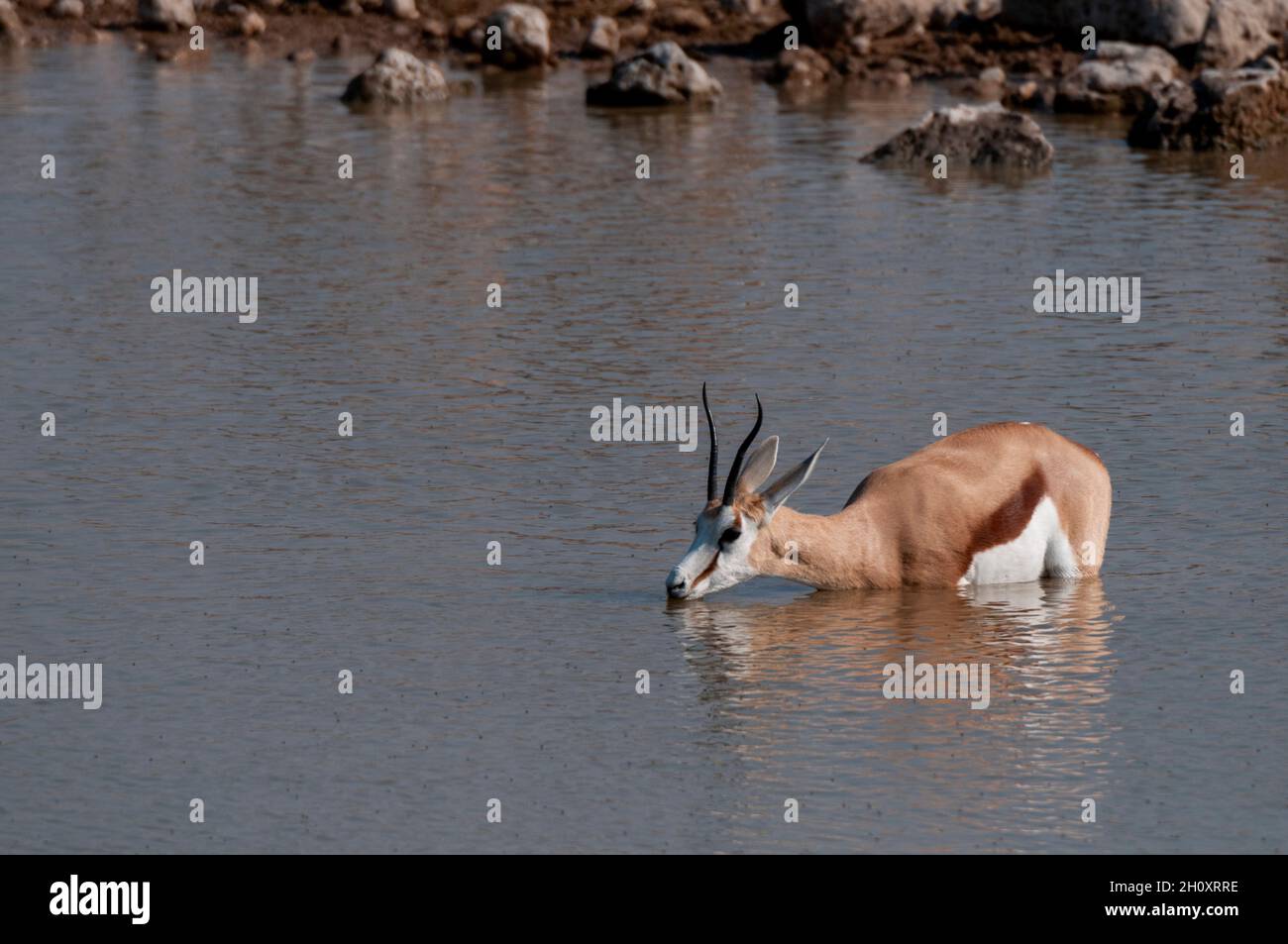 A springbok stands chest deep in a waterhole and drinks. Etosha ...