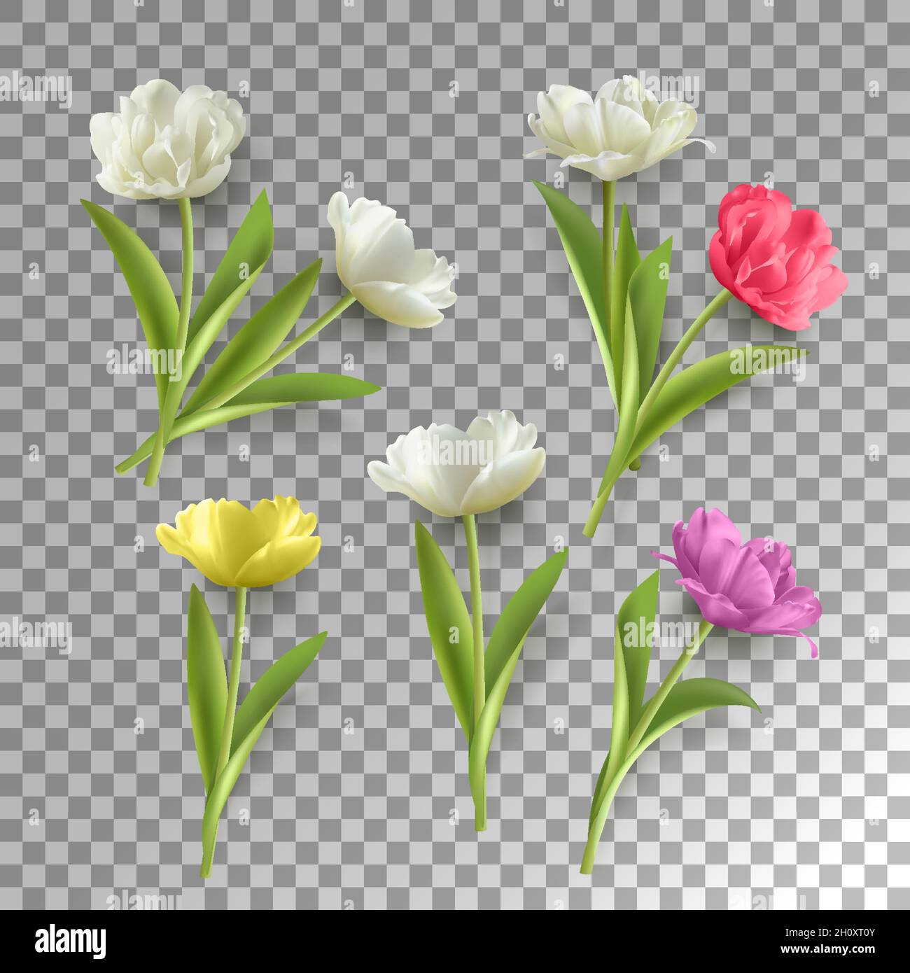 Spring tulip blooming season Stock Vector Images - Alamy