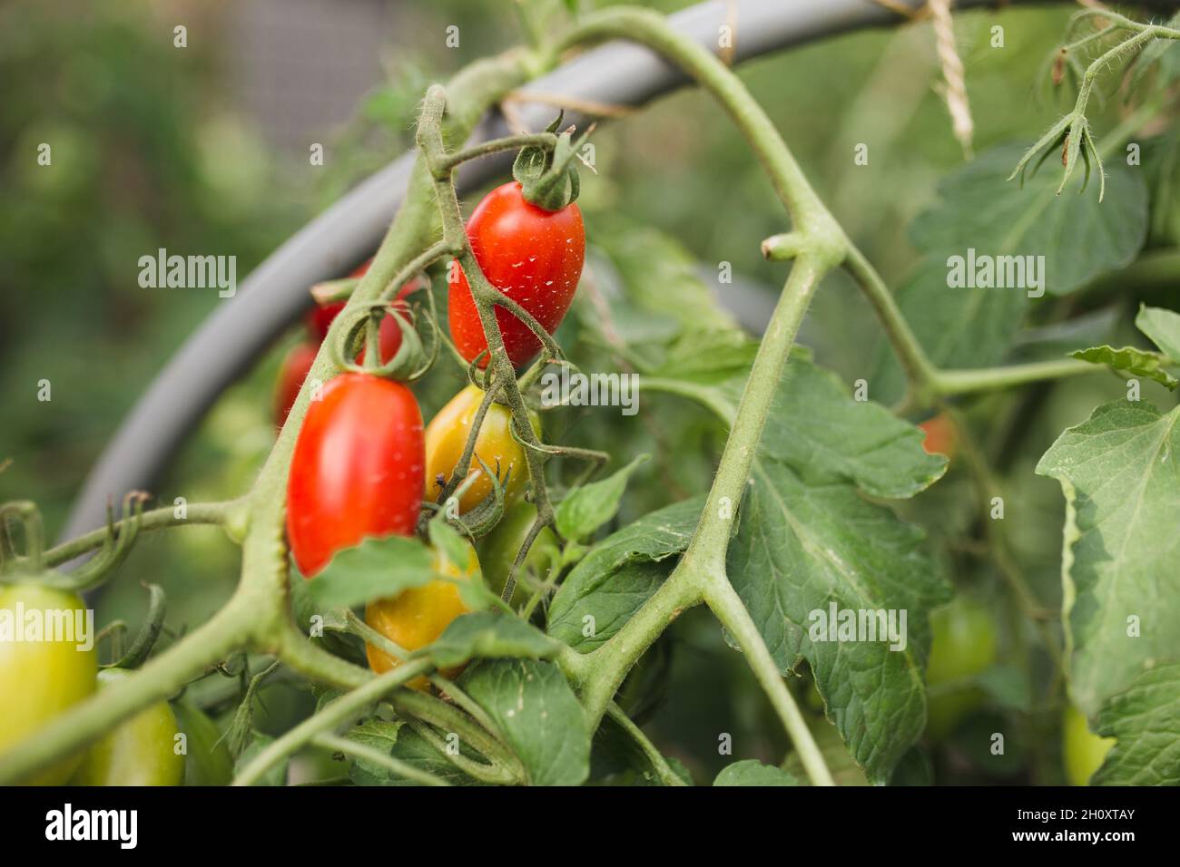 Oblong tomatoes variety cream ripen on a branch of a tomato bush in the ...