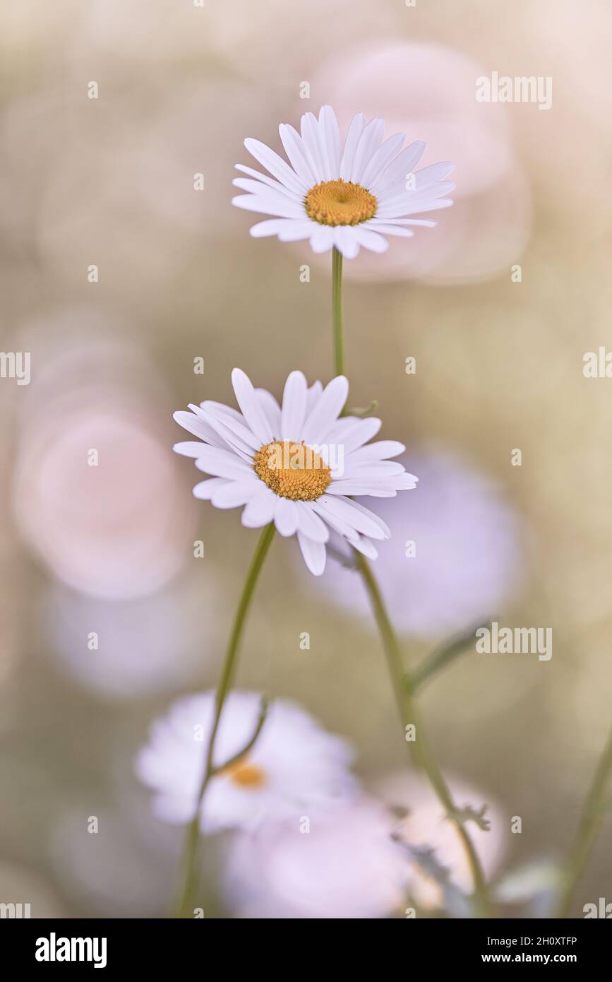 Pastel daisies hi-res stock photography and images - Alamy