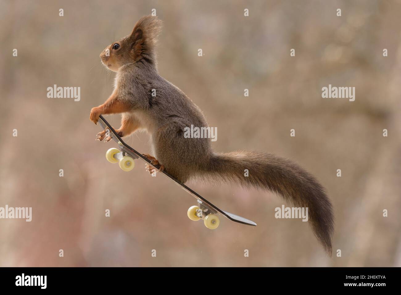Eurasian flying squirrel hi-res stock photography and images - Alamy