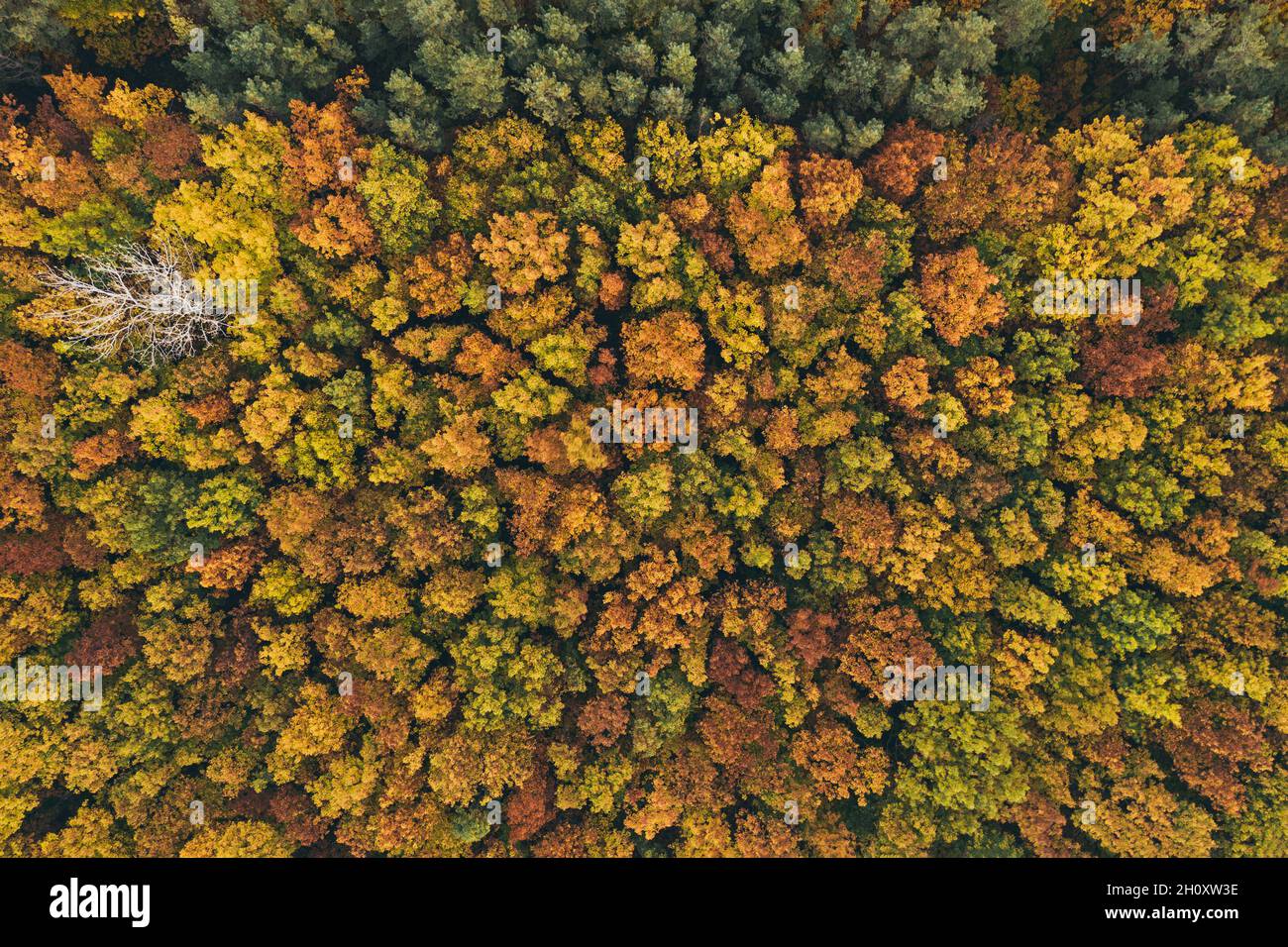 Autumn forest from above Stock Photo - Alamy
