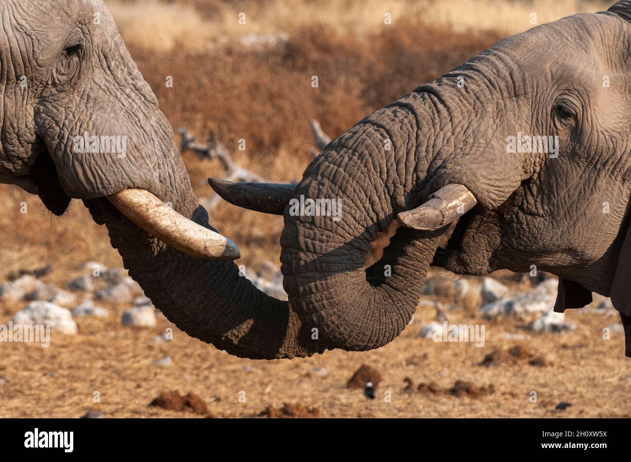 A close up portrait of an elephants, Loxodonta africana, communicating ...