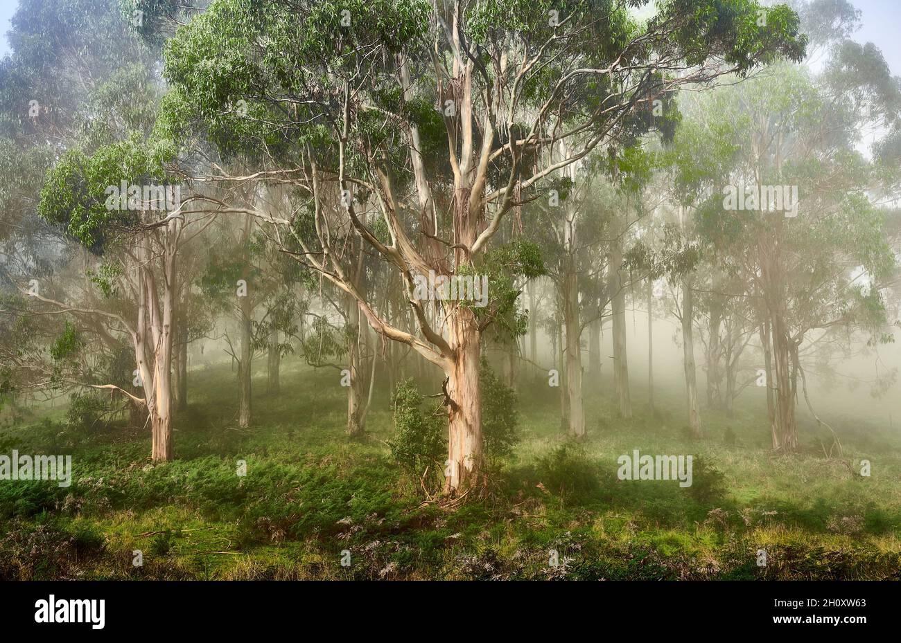 Gumtrees hi-res stock photography and images - Alamy