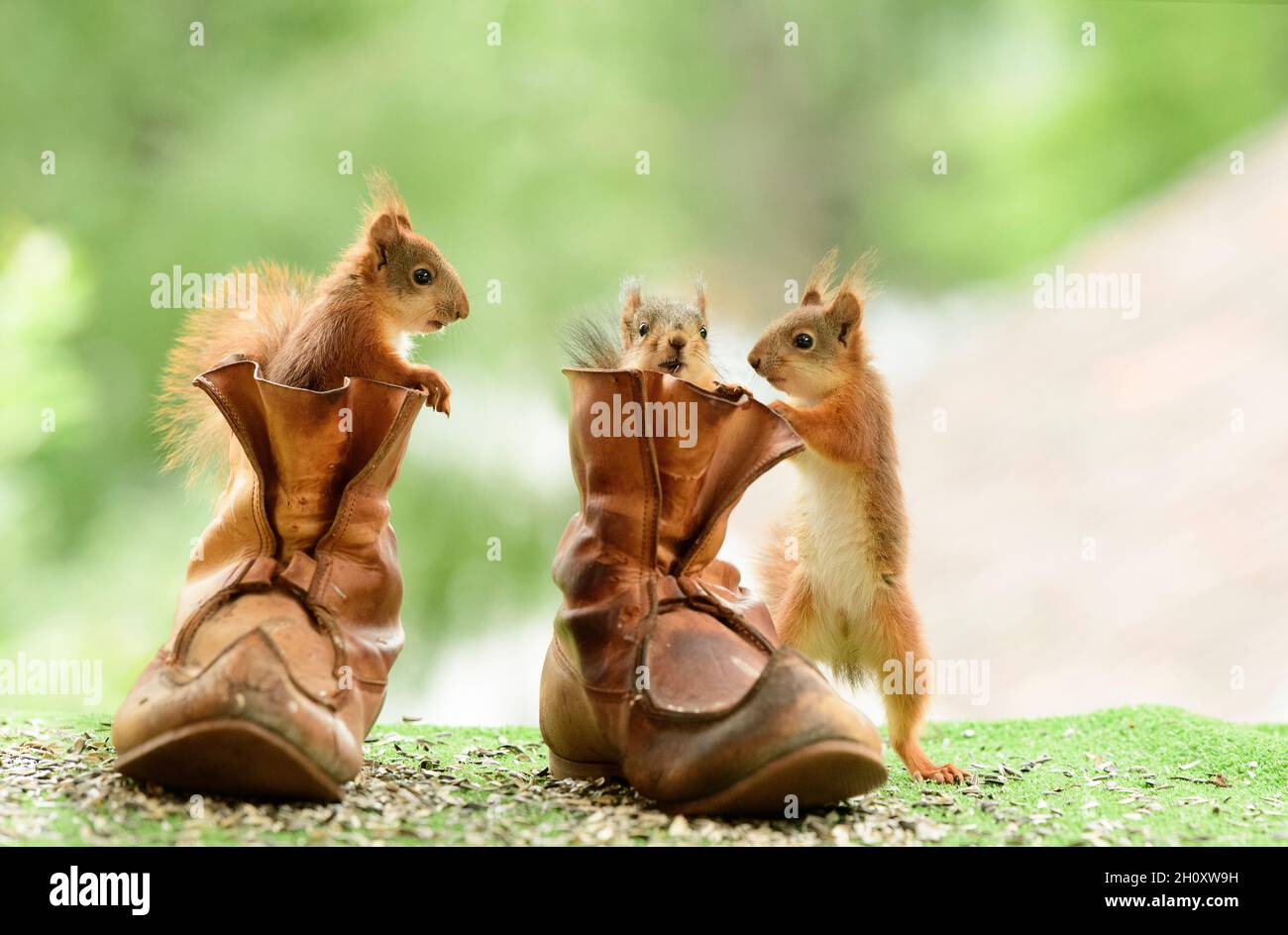 young red squirrels are standing around old shoes Stock Photo - Alamy