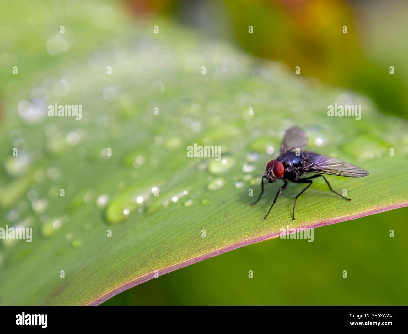 Macro photography of a fly resting on a leaf with rain drops on it ...