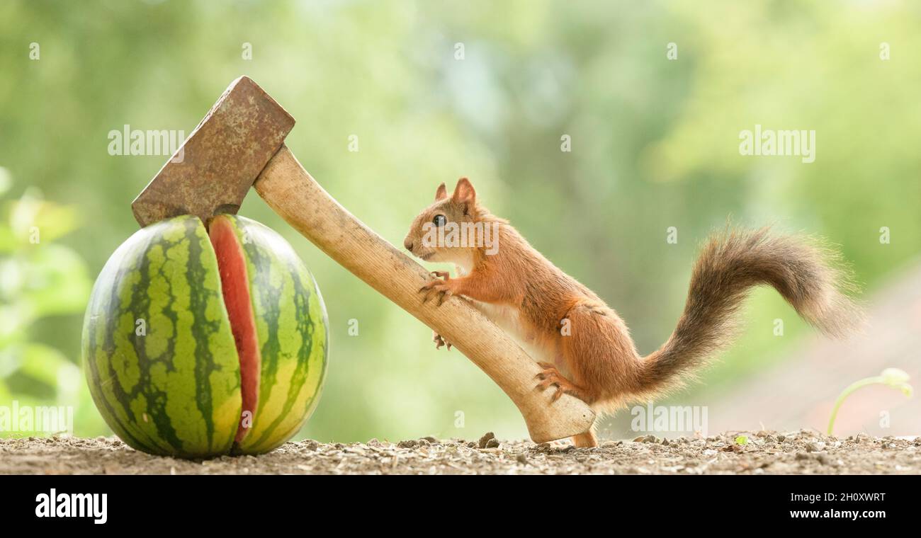 Squirrel watermelon hi-res stock photography and images - Alamy