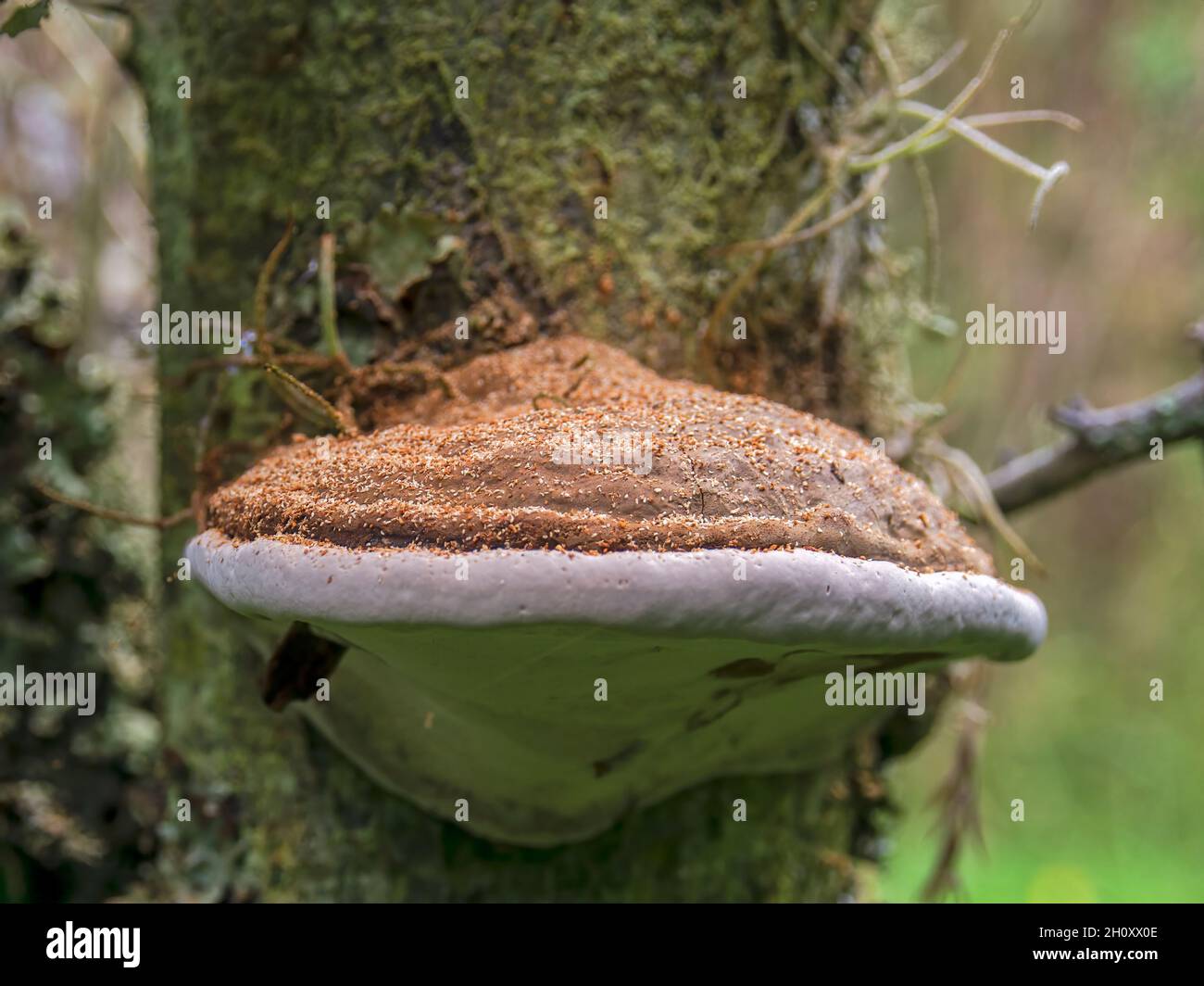 Dust fungus hi-res stock photography and images - Alamy
