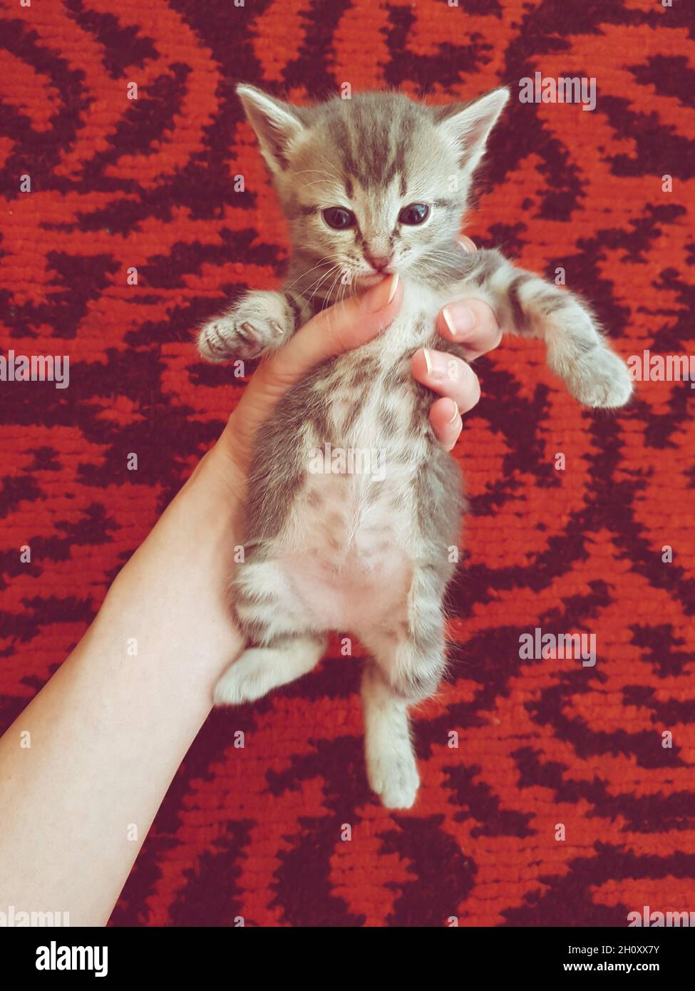 cute gray kitten in female hand over red carpet Stock Photo - Alamy