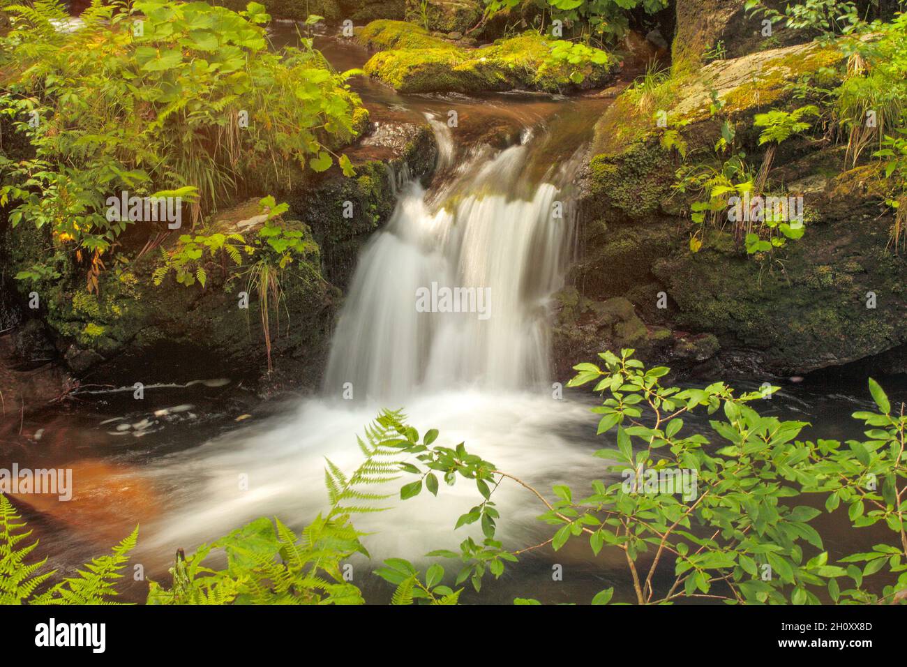 rapids on the wild river in the forest - water flowing over rocks Stock ...