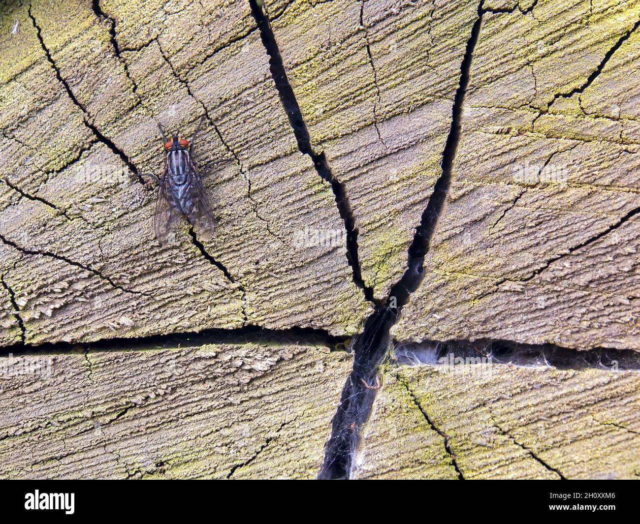 Macro photography of a fly resting on a wooden log. Captured in a ...