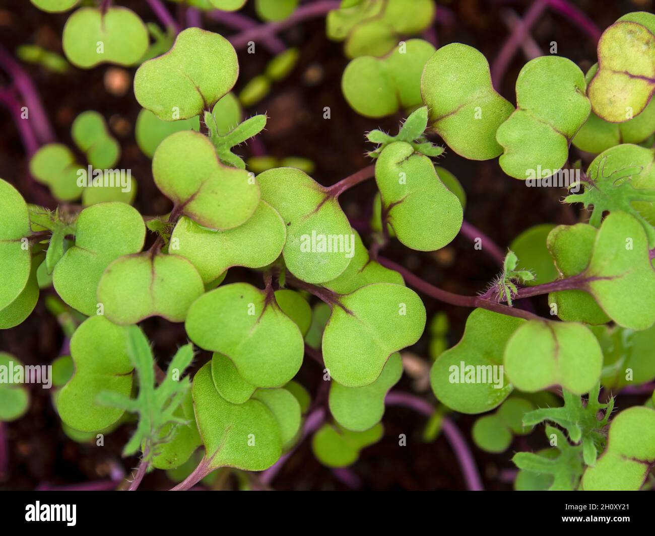 Macro photography of kale sprouts in a nursery, captured in a farm near ...