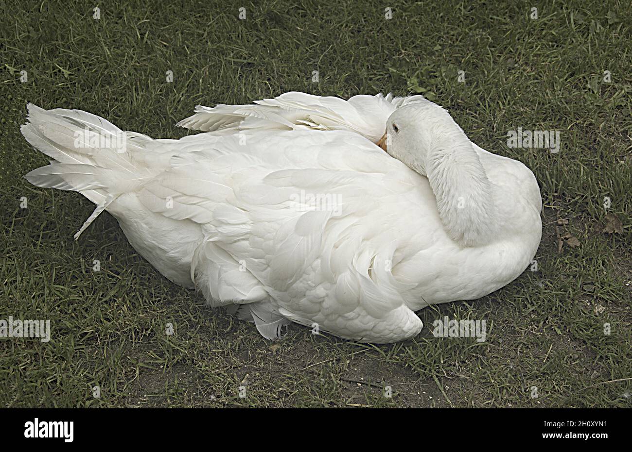 Emdener goose hi-res stock photography and images - Alamy