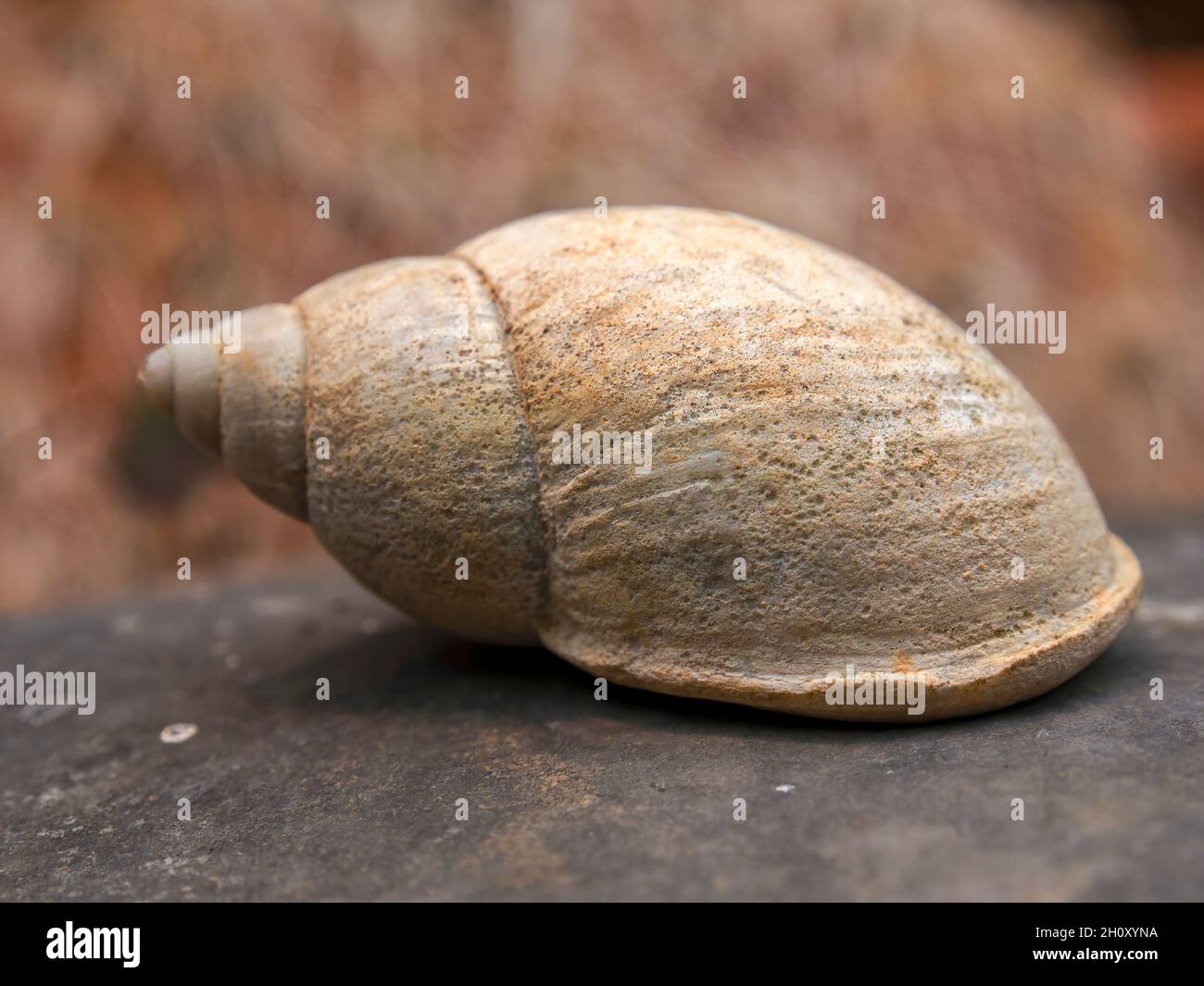 Conch shell fibonacci hi-res stock photography and images - Alamy