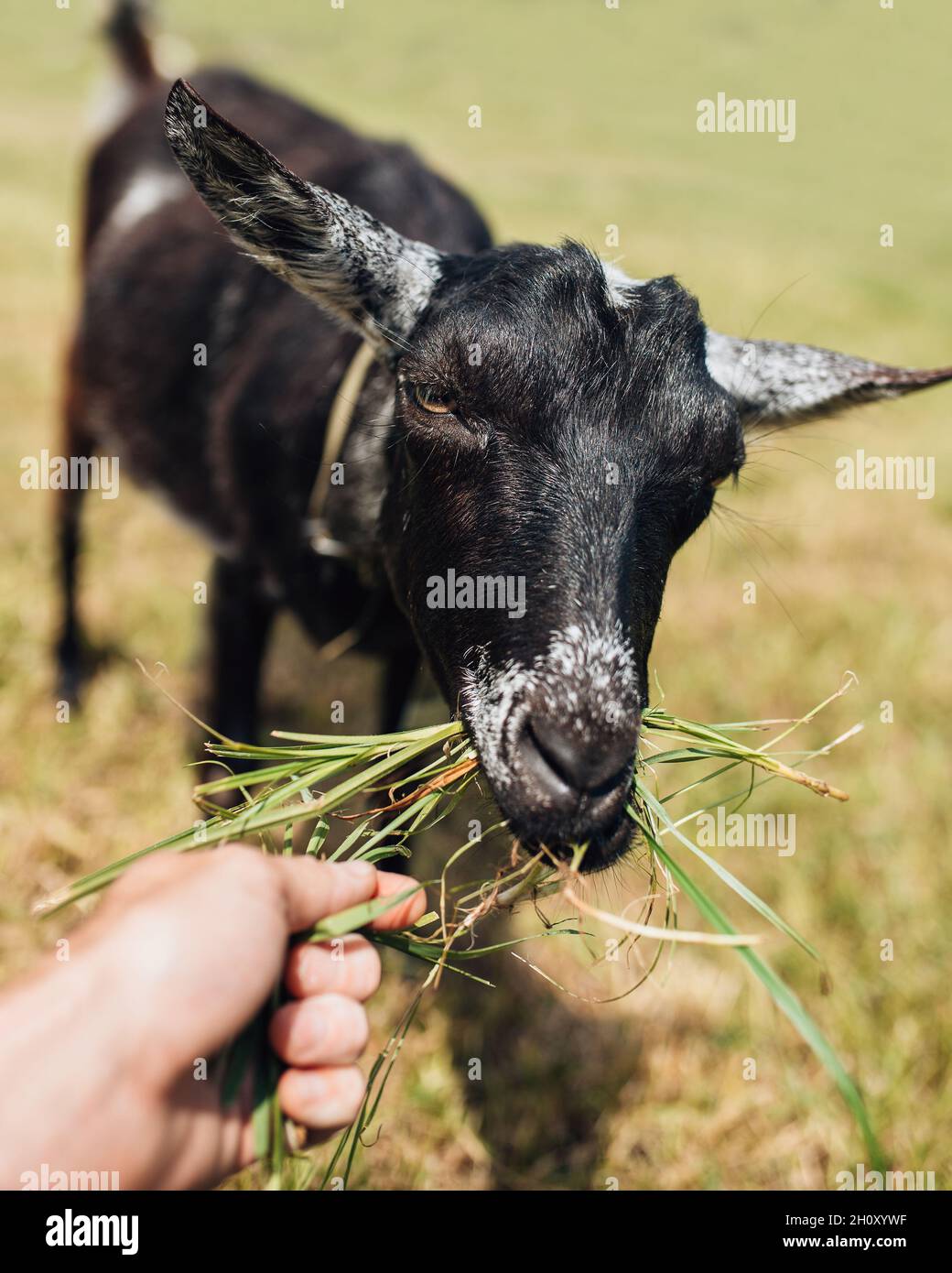 Feeding fresh grass in a goat field - agriculture and farming Stock ...