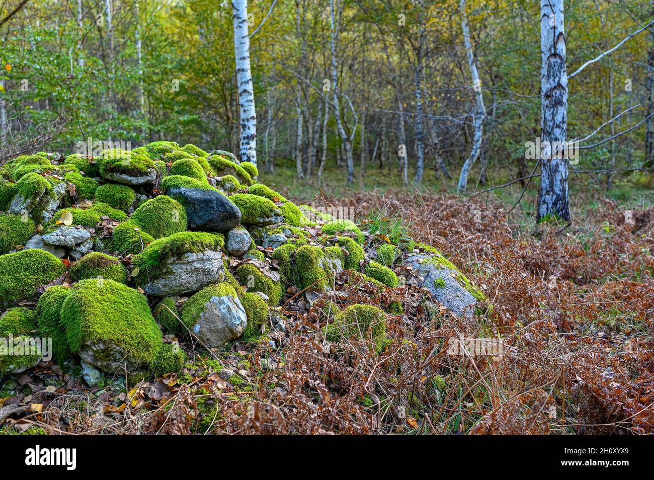 pile of stones covered in green moss Stock Photo - Alamy