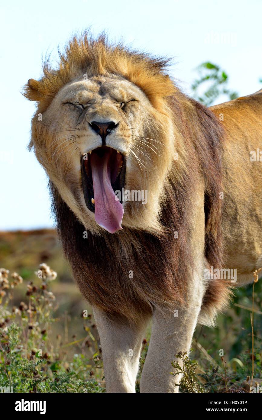Lion With Tongue Out Logo Lion Head With An Open Mouth Stock Images