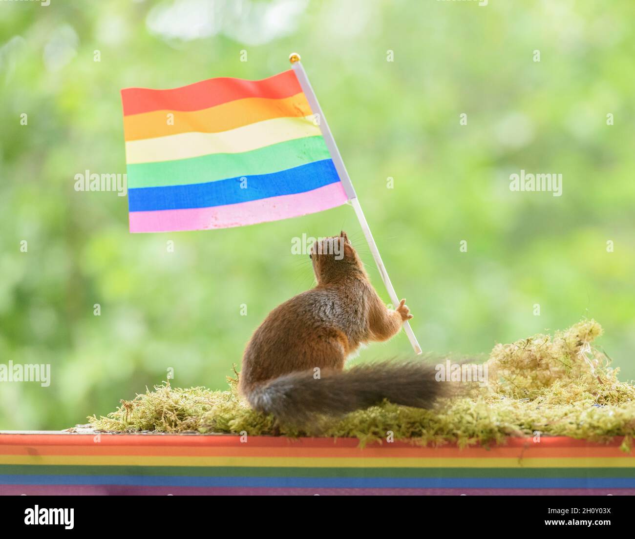 red squirrel is holding a rainbow flag looking away Stock Photo - Alamy