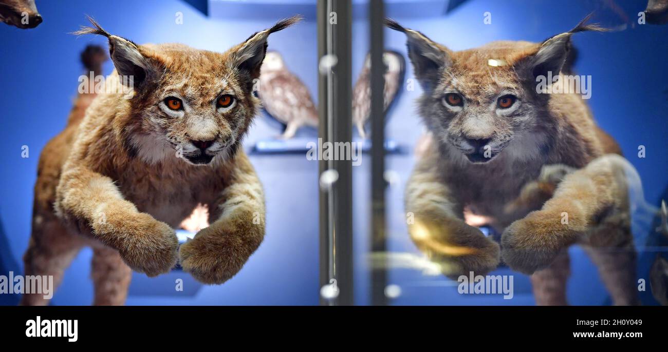 Plant specimen display museum hi-res stock photography and images - Alamy