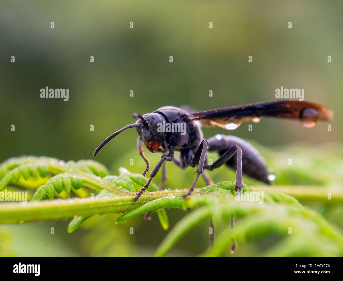 Macro photography of a black paper wasp with rain drops on it, resting ...