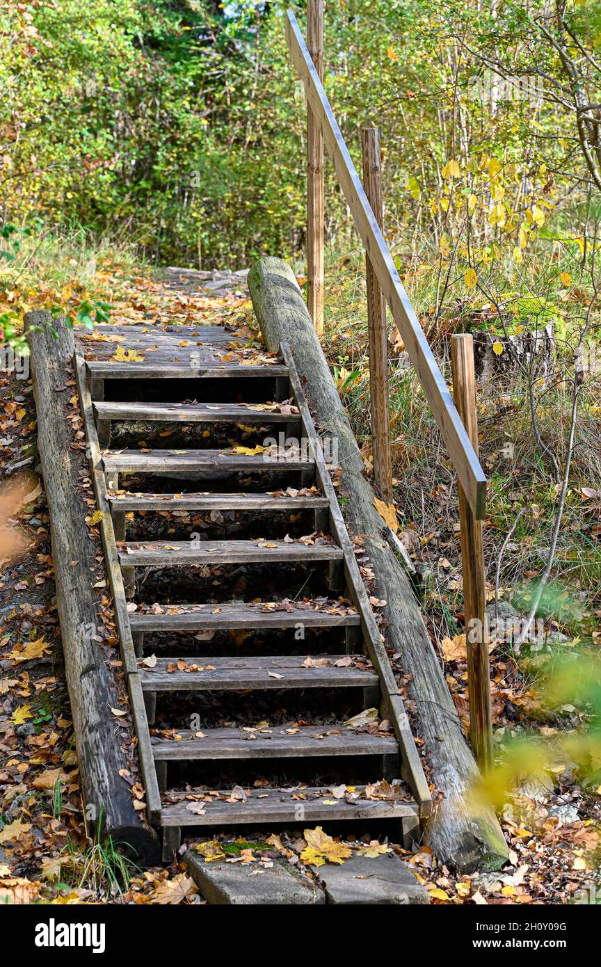 wooden stairs on trail in autumn forest Stock Photo - Alamy