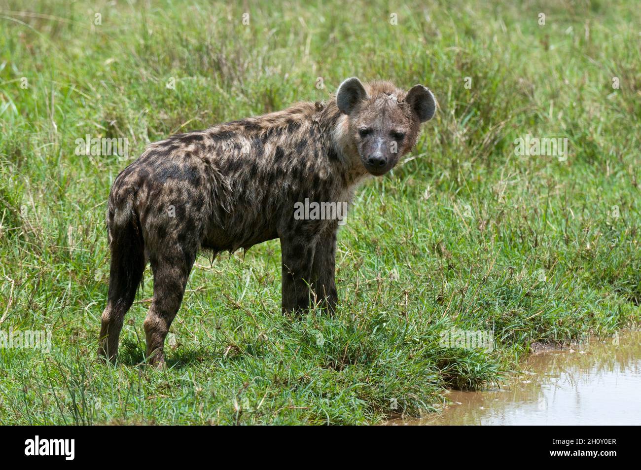 Spotted hyenas in water hi-res stock photography and images - Alamy