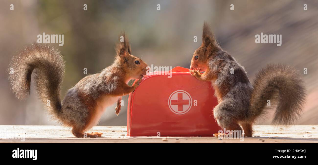 Animal first aid kit hi-res stock photography and images - Alamy