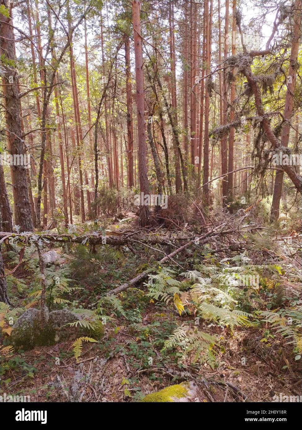 Natural view of tall trees in a forest Stock Photo - Alamy