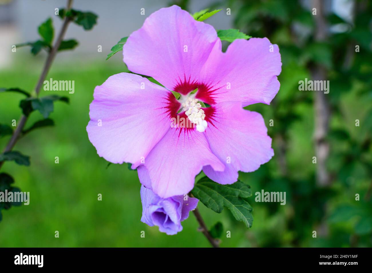 Pink delicate flower of Cornus kousa tree, commonly known as ousa ...