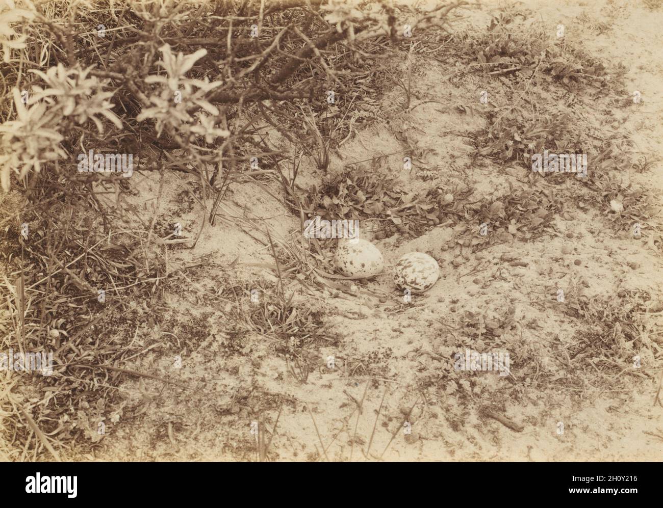 Dedication 5 Tracklist