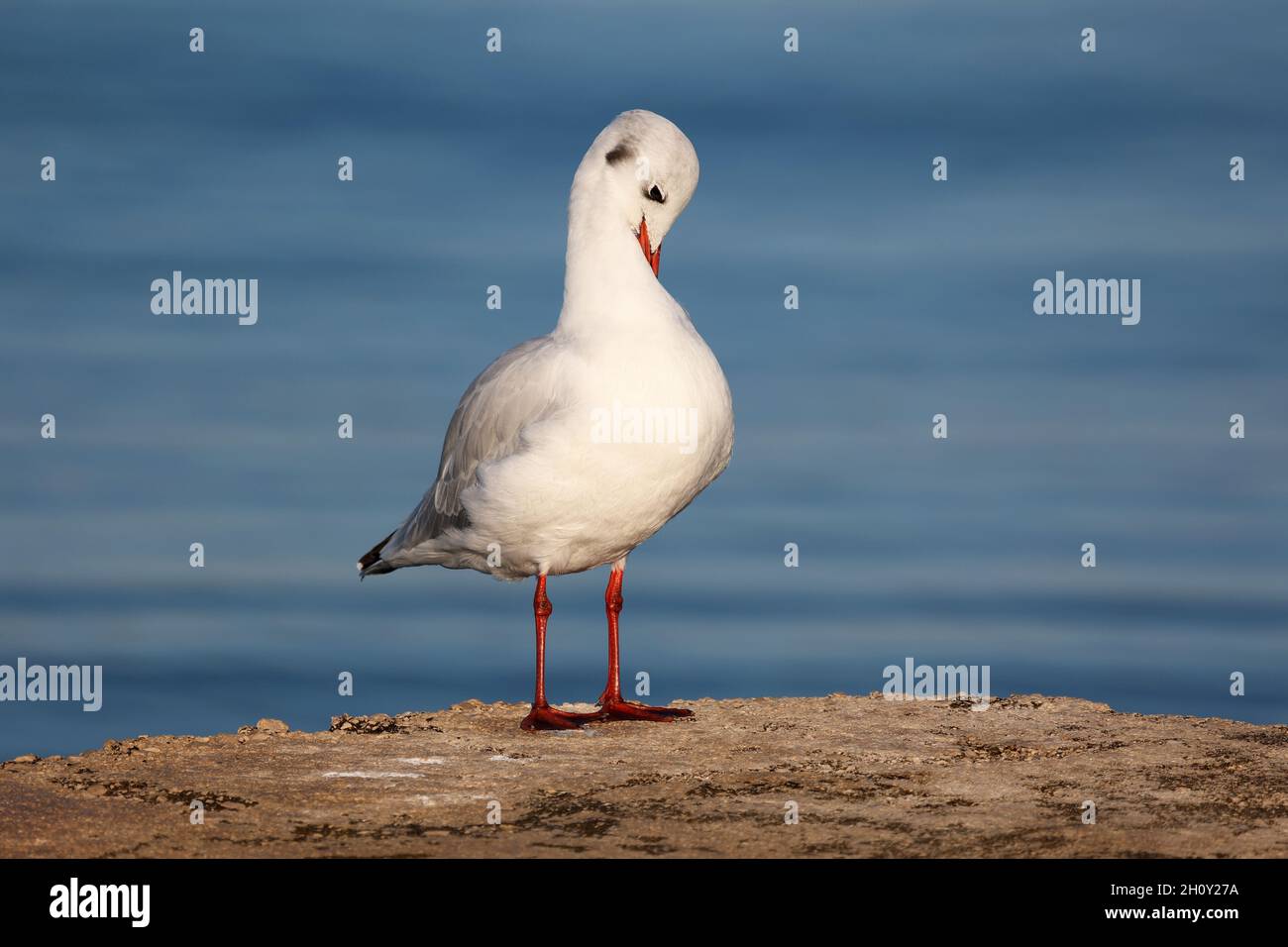 Seagull sits on the shore in the morning Stock Photo - Alamy