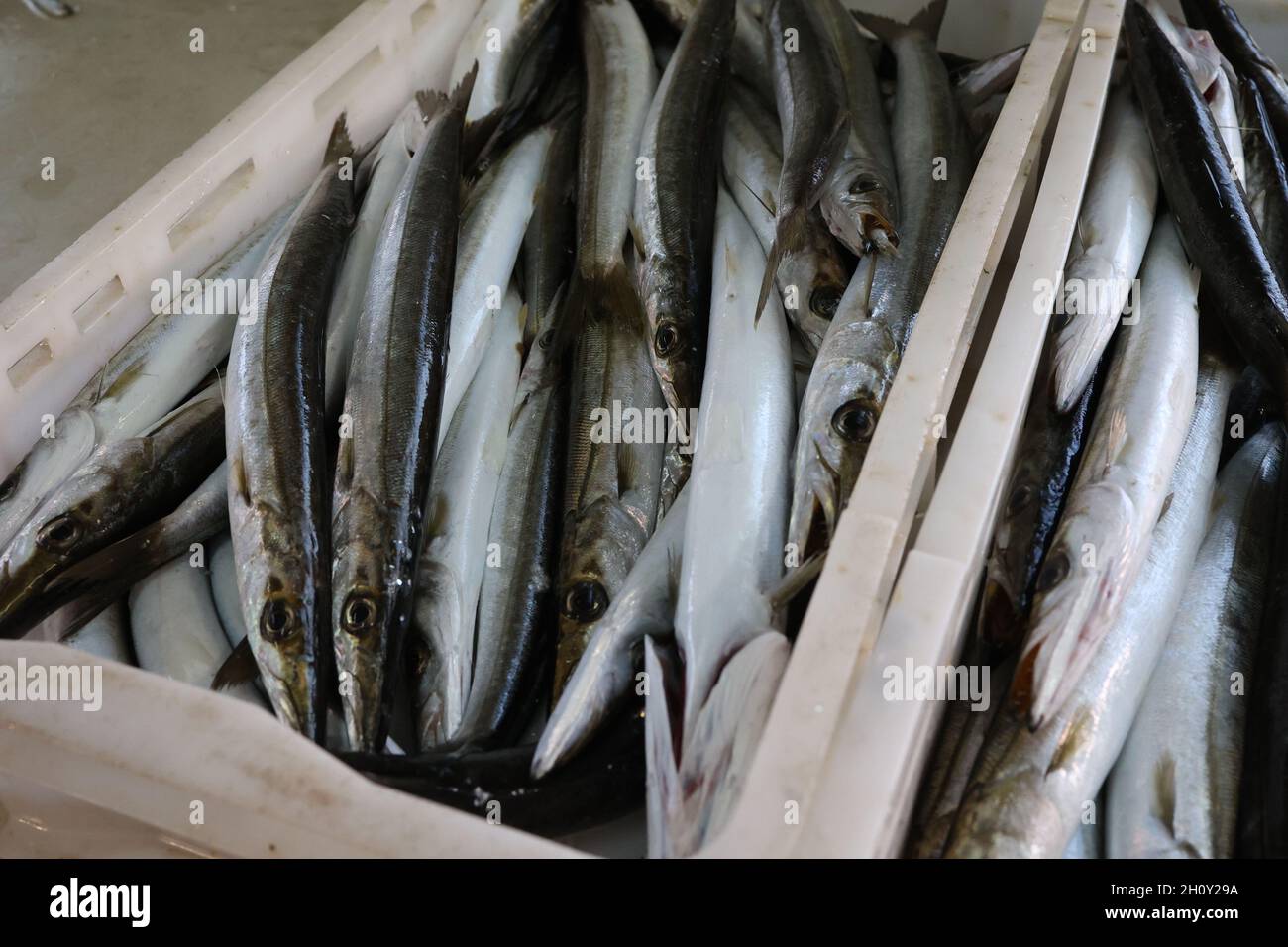 Different sea fish at a fish market in Croatia Stock Photo - Alamy
