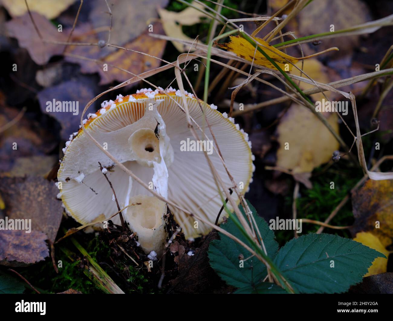 Mushroom life cycle hi-res stock photography and images - Alamy