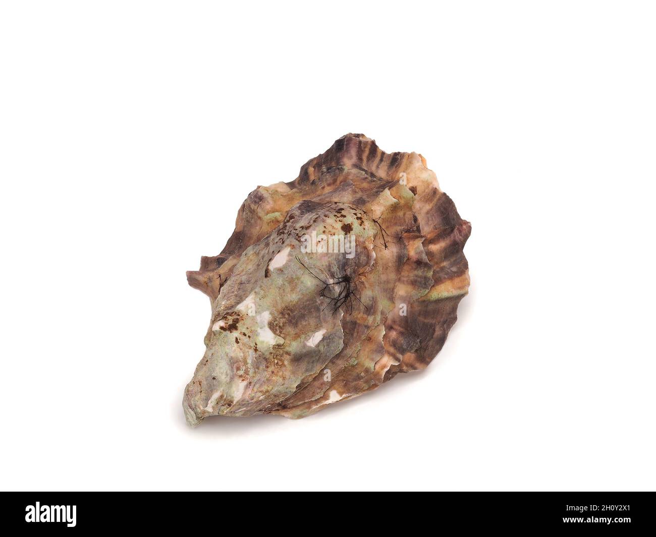 oyster shell, oyster shell after clam shell at the market Stock Photo ...