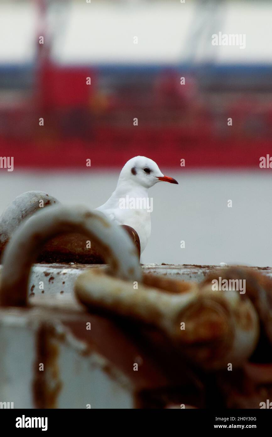 Shot beautiful seagull bird hi-res stock photography and images - Alamy