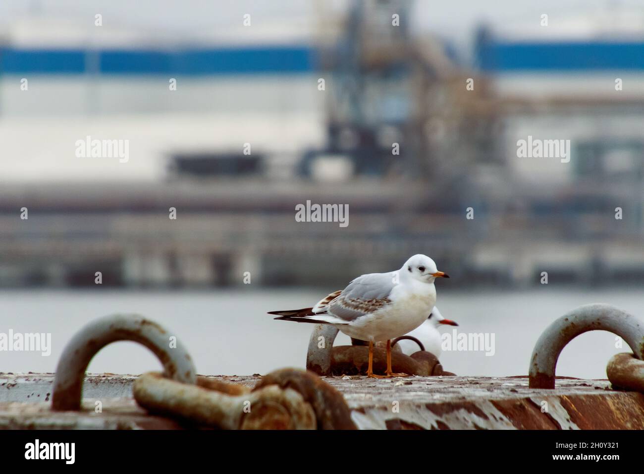 Shot beautiful seagull bird hi-res stock photography and images - Alamy