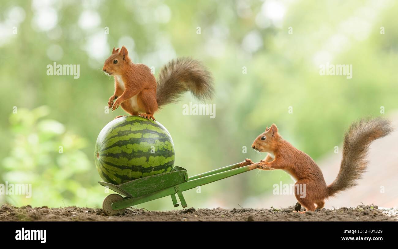 Watermelon Carry High Resolution Stock Photography and Images - Alamy