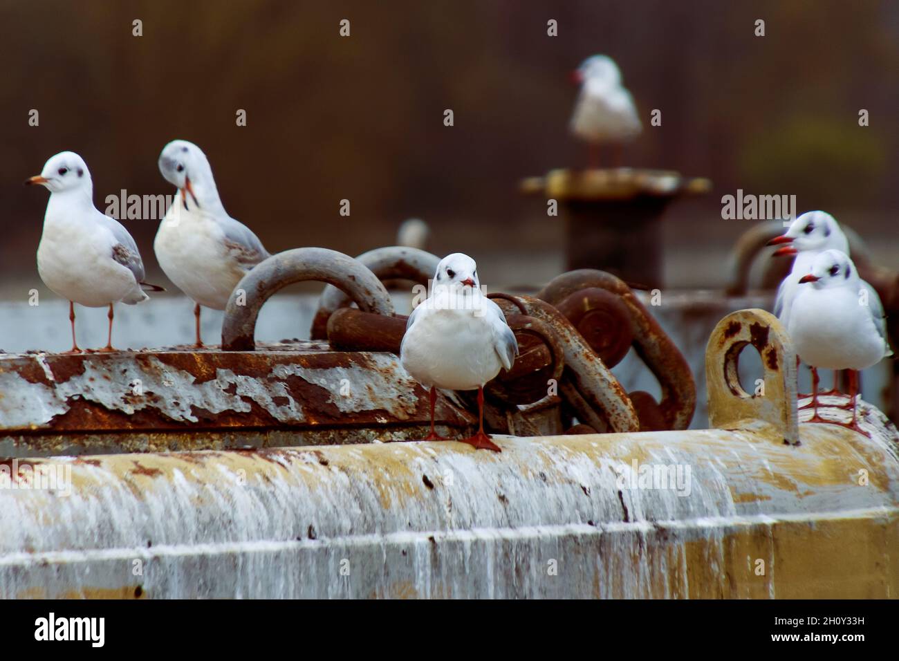 Closeup shot seagulls beach hi-res stock photography and images - Alamy